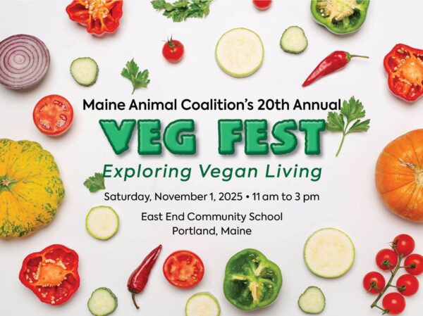 Home - Veg Fest 2025